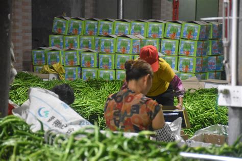 廉江横山镇：小辣椒走出致富大产业湛江云媒（湛江新闻网）
