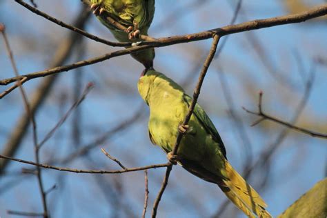 Wanstead Birding Parrot Porn