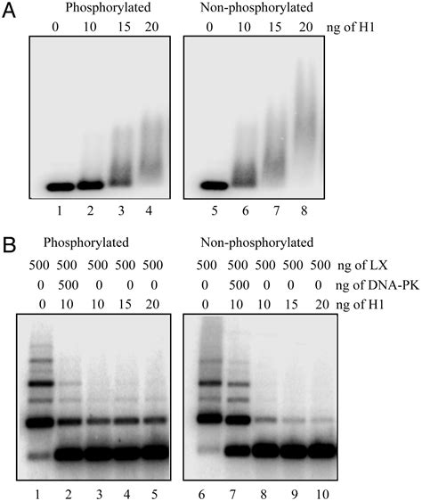 Histone Phosphorylation