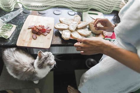 ¿los Gatos Pueden Comer Queso El Gato Siamés