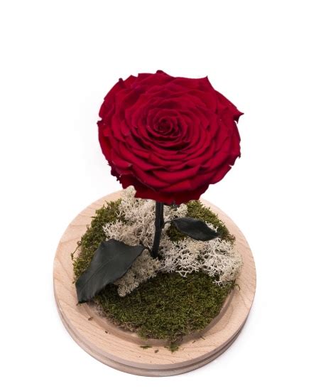 Trandafiri Criogenati Florarie Online Flori24 Livrare Flori Rapida