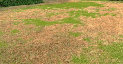 Leaf Spot And Melting Out On Turfgrass Davey Tree