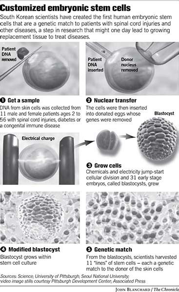 Embryonic Stem Cells Controversy