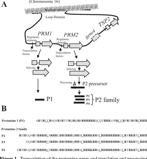 Figure 1 From Protamines And Male Infertility Semantic Scholar