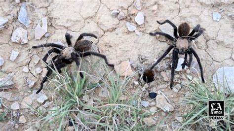 In An Eye Popping Spectacle Each Fall Thousands Of Male Tarantulas Hit
