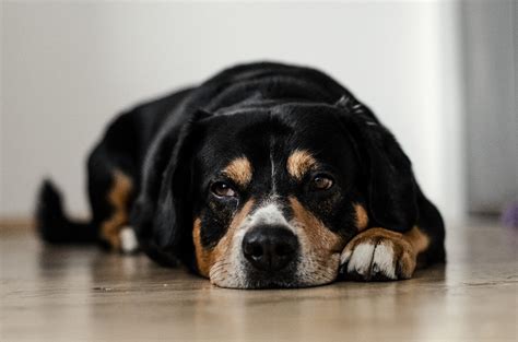 How Much Sleep Do Senior Dogs Need