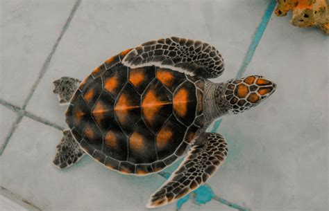 Teen Volunteering In Bali Sea Turtle Conservation Images