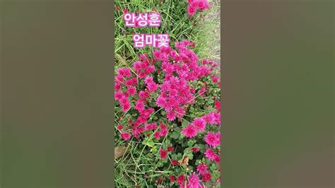 안성훈엄마꽃 Youtube