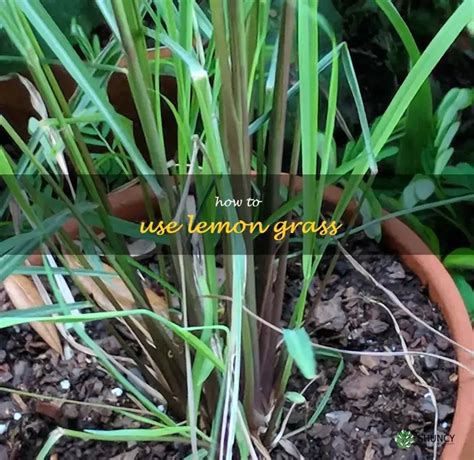 Unlock The Flavor And Health Benefits Of Lemongrass Heres How To Use