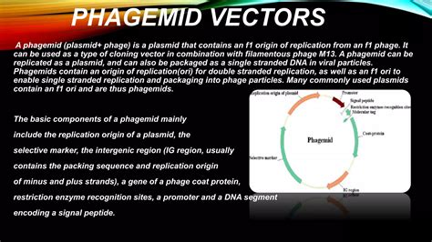 Phagemidpdf