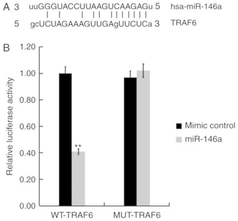 Microrna A Protects Against Intracerebral Hemorrhage By Inhibiting