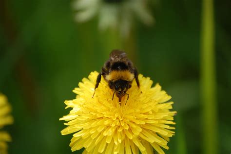 Bumblebee Bee Insect Free Photo On Pixabay