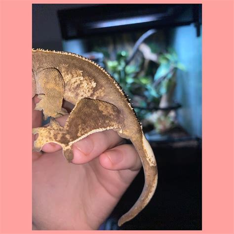 Help Me Sex My Two Crested Geckos More Information In Comments R