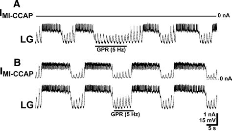 Hormonal Modulation Of Sensorimotor Integration Journal Of Neuroscience