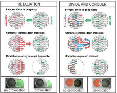 Bacteria Can ‘divide And Conquer To Vanquish Their Enemies Imperial