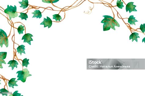 그린 잎 담 쟁이 덩굴 식물을 등반 화분된 아이비 실내 Houseplant 클리핑 경로와 흰색 배경에 고립의 지점 매달기에 대한