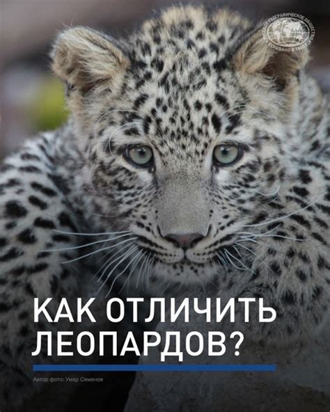 КАК ОТЛИЧИТЬ ЛЕОПАРДОВ ПЕРЕДНЕАЗИТАСКОГО ЛЕОПАРДА ОТ ДАЛЬНЕВОСТОЧНЫЙ ЛЕОПАРД Леопард