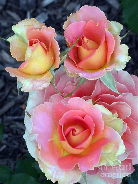 Brass Band Roses By Living Color Photography Lorraine Lynch