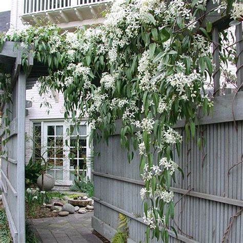 Clematis Armandii Groenblijvende Vroegbloeiende Klimplant