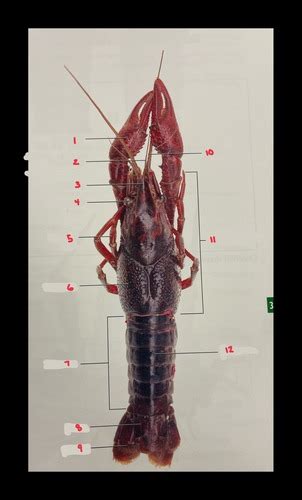 Procambarus Sp Anatomy External Dorsal Flashcards Quizlet