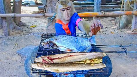 Best Sokyaa Grill Bird Fish Alone Very Long Time Why Youtube