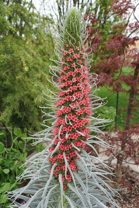 Closeup Of The Tiny Red Flowers Of Tower Of Jewels With Scientific Name