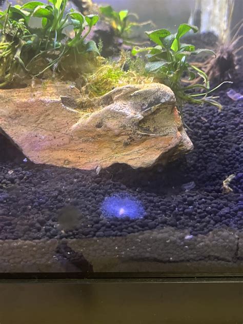 What Is This Spore Looking Thing Rbettafish