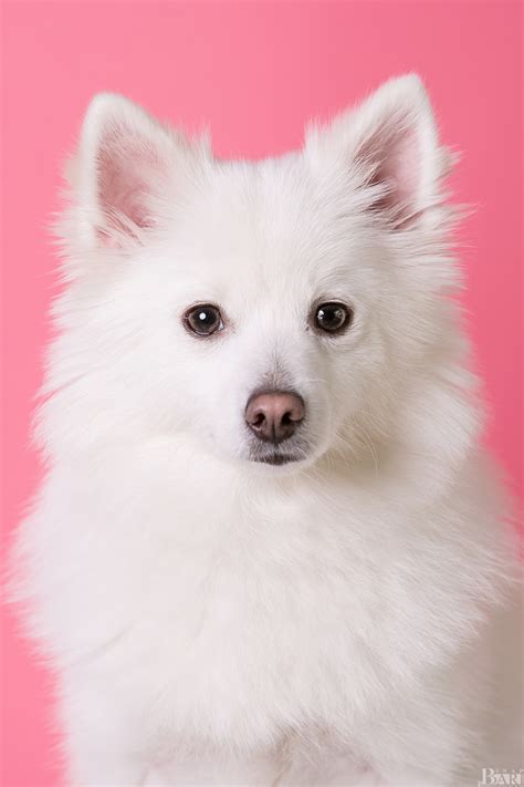 송도 반려견 스튜디오 사진관 강아지 증명사진 촬영 진행했습니다 네이버 블로그