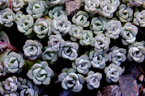 Sedum Spathulifolium Crassulaceae