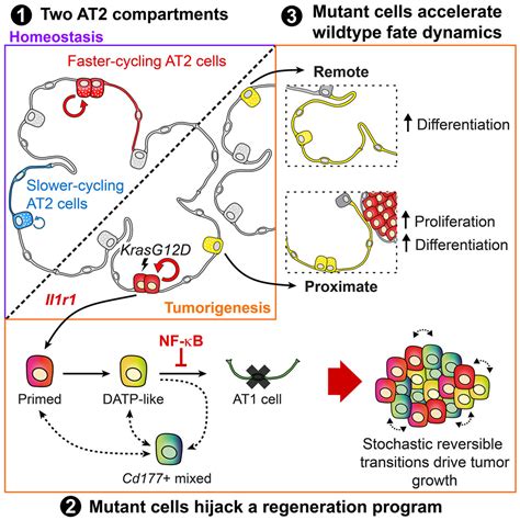 Sustained Nf κb Activation Allows Mutant Alveolar Stem Cells To Co Opt A Regeneration Program
