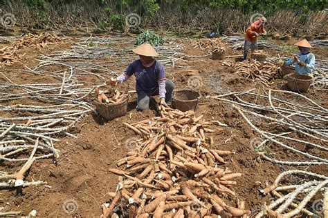 Harvesting Cassava Editorial Photography Image Of Month 62536357