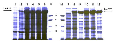 Dependence Of The Accumulation Of Recombinant β Galactosidase In The