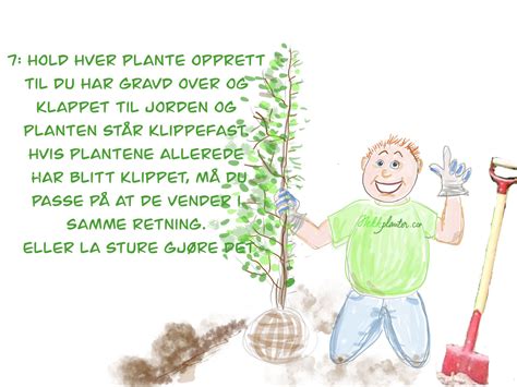 Gartner Sture Planter Liguster Hekk