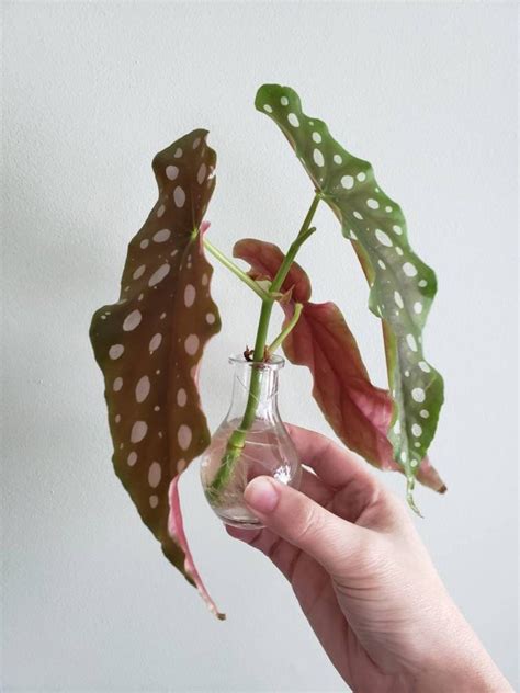 Propagating Spotted Begonia Propagate Begonia Stem Cuttings In Water Cane Like Angel Wing