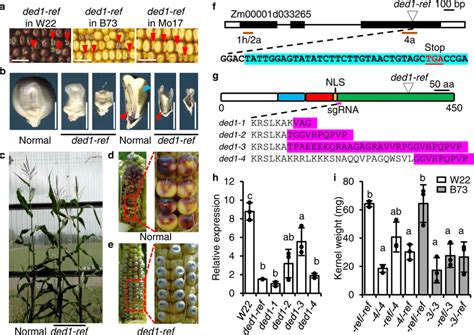 ded1 is a transcription factor required for kernel development a