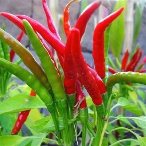 Yedİveren Aci Cİn SÜs Bİber Tohumu Geleneksel