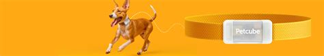 10 Must Have Apps For Cats🎉 Explore O Potencial E A Versatilidade Do