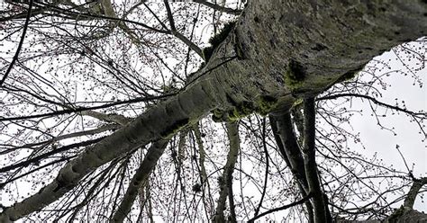 Tree Outside Or Apt On Mill Plain Vancouver Wa Album On Imgur