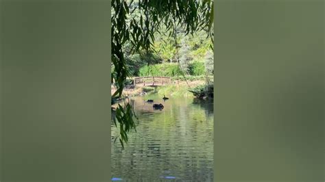 黑天鵝在武陵農場🦢🦢🦢 Youtube