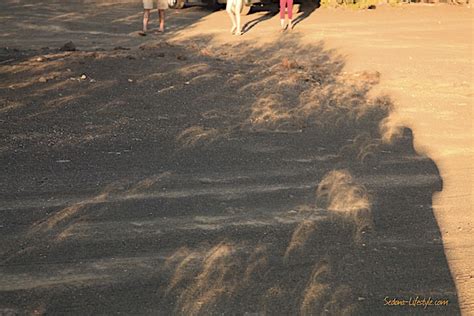 Eclipse Look Under A Trees Shadow During Totality