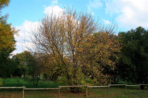 Trees In Park Free Stock Photo Public Domain Pictures