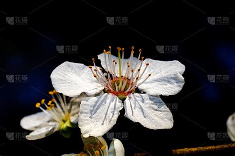 聚焦的白花