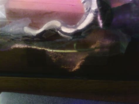 My Ball Python Is Rubbing Its Nose Against His Tub