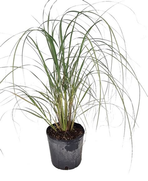 Uniola Paniculata Sea Oats Plantvine