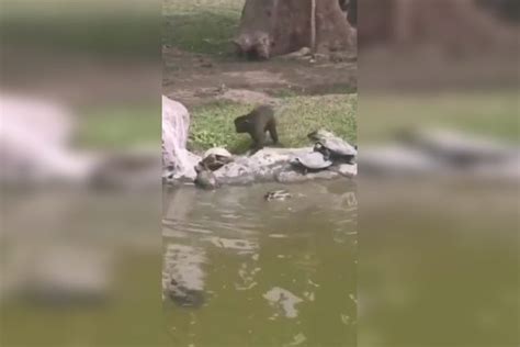 一猴子硬把湖边晒太阳的乌龟推入水中网友真是山中无老虎猴子称大王 乌龟 网友 山中无老虎