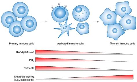 Tumor Infiltrating Immune Cells Experience A Complicated Download