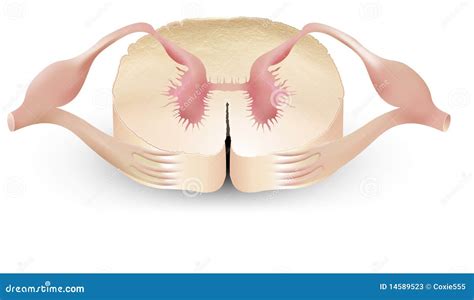 Spinal Cord Cartoon Vector 14589523