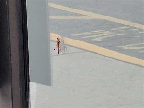 Grasshopper R Whatsthisbug