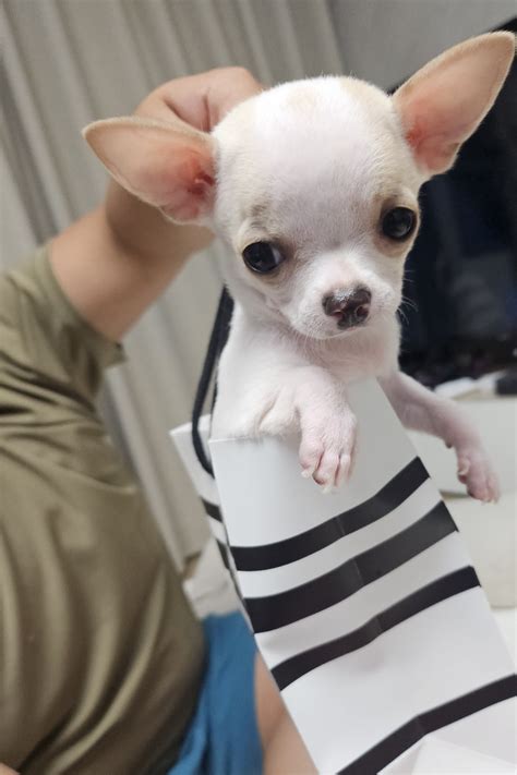 대구강아지분양 대구애견분양 도그라이프 행복분양