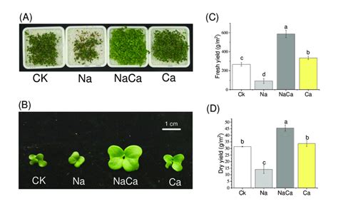 Fresh Yield And Dry Yield Of Broccoli Microgreens Under Different Download Scientific Diagram